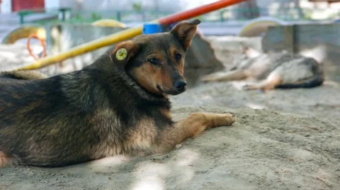 stray pye-dogs . mark, register stray d... | Stock Video | Pond5