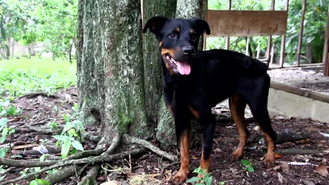 Stray Rottweiler Dog Tied To Tree At Res... | Stock Video | Pond5