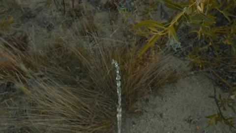 Pee Stream Stock Video Footage | Royalty Free Pee Stream Videos | Pond5