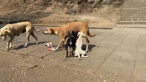 Street dogs in Mumbai eat out of an empt... | Stock Video | Pond5