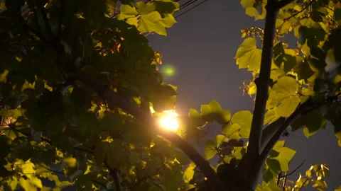 Street lamp and light passing the Tree l... | Stock Video | Pond5