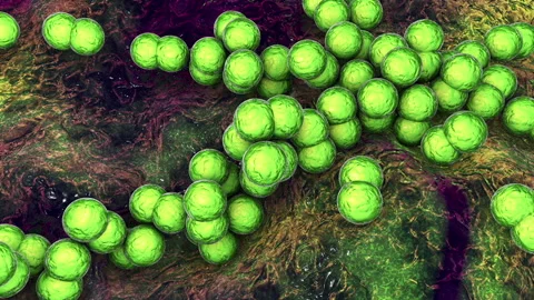 Streptococcus pyogenes bacteria, animati... | Stock Video | Pond5