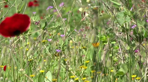 String Ti1080P Stock Videos – Royalty-Free HD & 4K Videos | Pond5