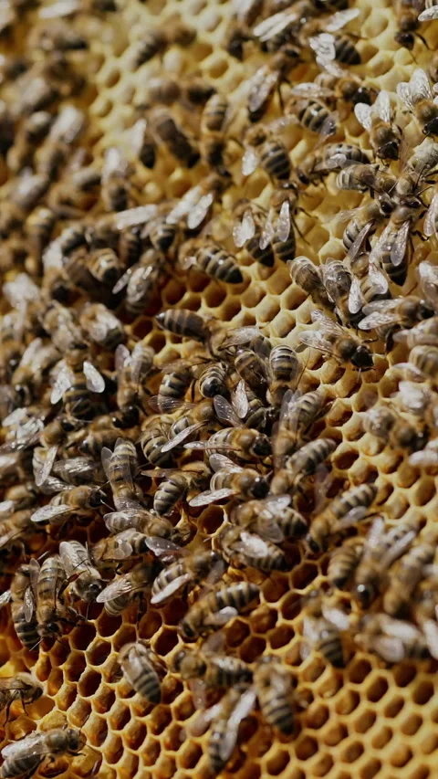 Humming Swarm Stock Footage ~ Royalty Free Stock Videos | Pond5