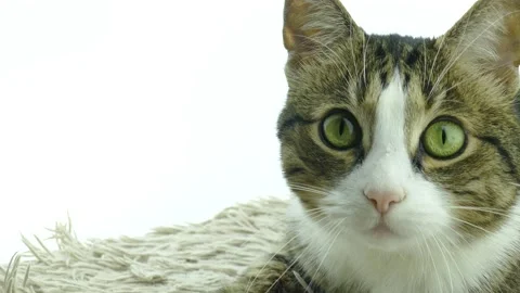 Surprise Cat Stock Videos – Royalty-Free HD & 4K Videos