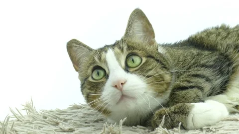 Surprise Cat Stock Videos – Royalty-Free HD & 4K Videos