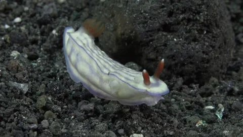 striped clam on the black bottom of the ... | Stock Video | Pond5
