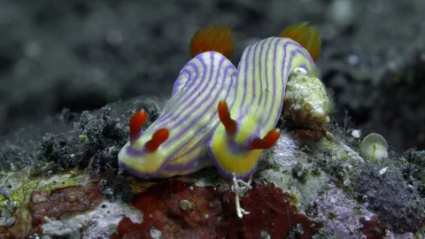 striped clam on the colorful sea bottom | Stock Video | Pond5
