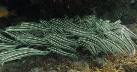 Marce The Catfish Stock Videos – Royalty-Free HD & 4K Videos