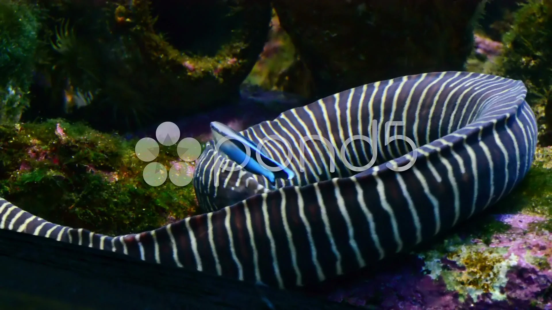 Striped Eel
