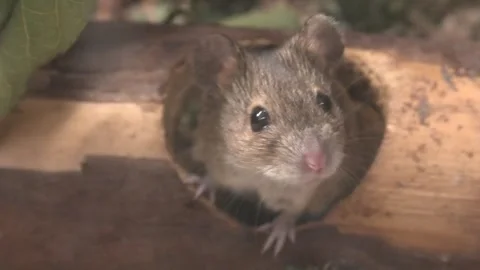 Mouse Posion Stock Video Footage | Royalty Free Mouse Posion Videos | Pond5