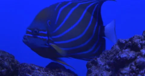 A Ring Fish Stock Videos – Royalty-Free HD & 4K Videos | Pond5