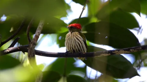 Striped Manakin (Machaeropterus regulus)... | Stock Video | Pond5