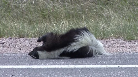 Roadkill Stock Video Footage | Royalty Free Roadkill Videos | Pond5