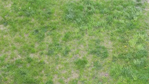 Strong gusts of wind shake the grass on ... | Stock Video | Pond5