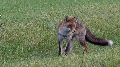 The Food Video Stock Videos – Royalty-Free HD & 4K Videos