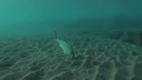 Biddy Stock Videos – Royalty-Free HD & 4K Videos