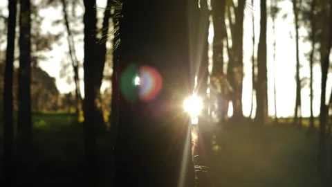 Strong sun light hitting a tree show dus... | Stock Video | Pond5
