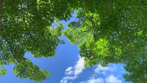 Strong wind blowing green maple tree on ... | Stock Video | Pond5