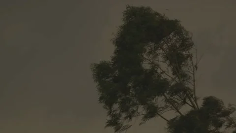 Wind Blowing Dark Stock Videos – Royalty-Free HD & 4K Videos