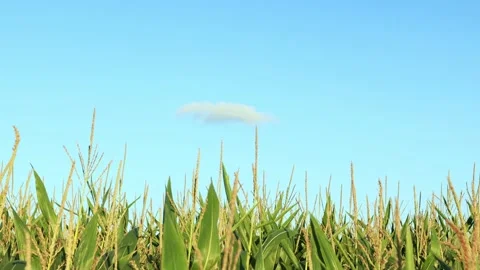 Corn Wave Sky Stock Videos – Royalty-Free HD & 4K Videos