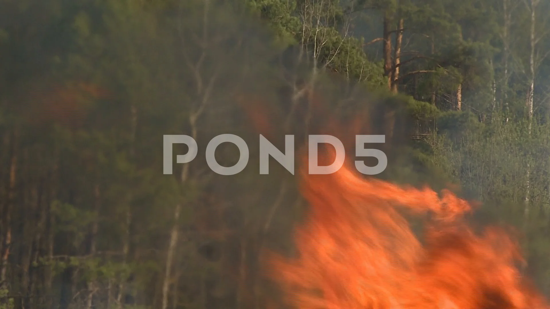 Burning Forest Hd
