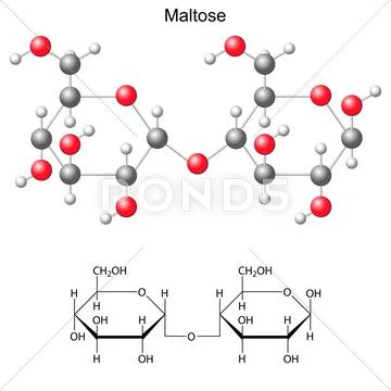 Structural chemical formula and model of maltose: Graphic #55249017