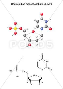 Structural chemical formula and model of uridine monophosphate: Graphic ...