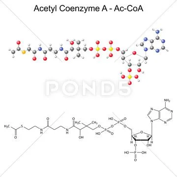Structural chemical formula and model of Acetyl Coenzyme-A ~ Clip Art ...