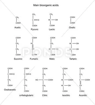 Structural chemical formulas of basic bioorganic acids: Graphic #55189741