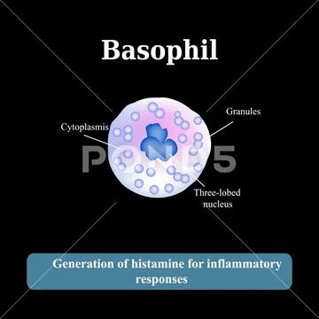 The structure of the basophil. Vector illustration Illustration #151975484