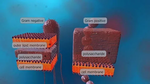 Structure of Gram positive and Gram Nega... | Stock Video | Pond5