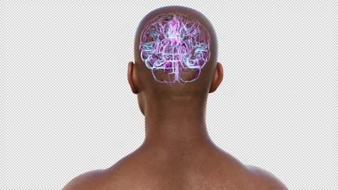 Human Brain Anatomy Videos Human Brain Anatomy For Medical Concept 3D