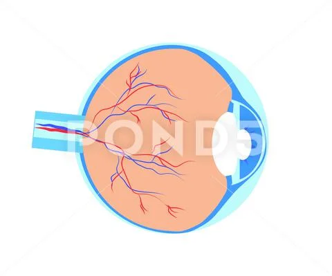 The structure of the human eye on a white background. Cartoon. ~ Clip ...