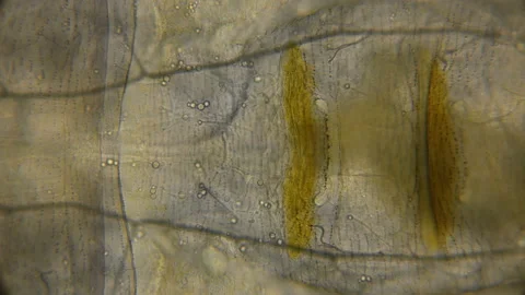 structure of internal organs of the larv... | Stock Video | Pond5