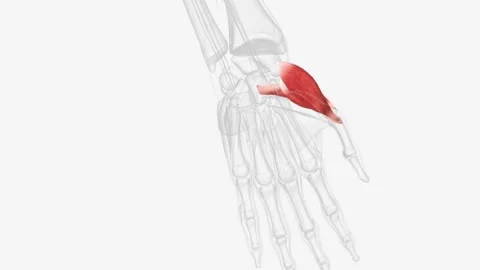 The structure that makes up the thenar m... | Stock Video | Pond5
