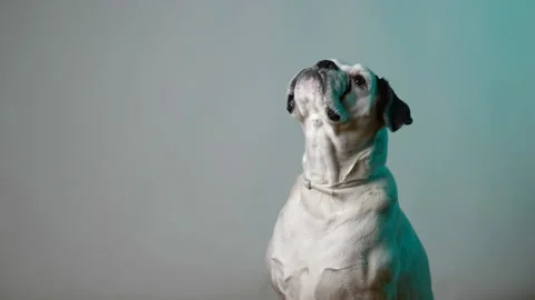 Studio shot white family boxer dog catch... | Stock Video | Pond5