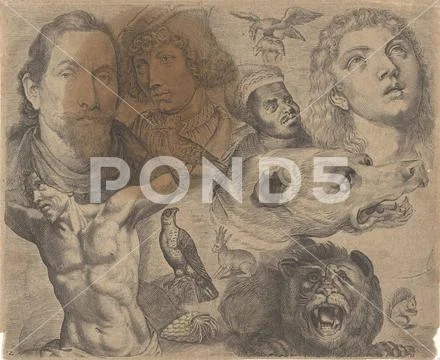 Study sheet with drawing examples: heads, torso and animals; Drawing ...