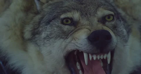 A stuffed dire wolf with a bared mouth a... | Stock Video | Pond5