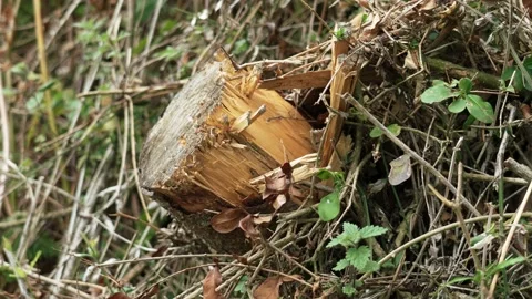 Stump of a felled horizontally growing t... | Stock Video | Pond5
