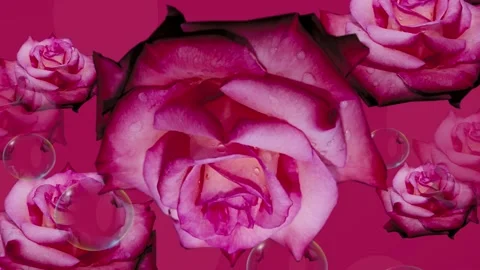 Stunning Animated Rose Video Background ... | Stock Video | Pond5