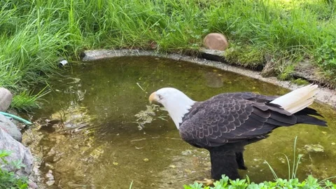 Stunning bald eagle symbol of strength a... | Stock Video | Pond5