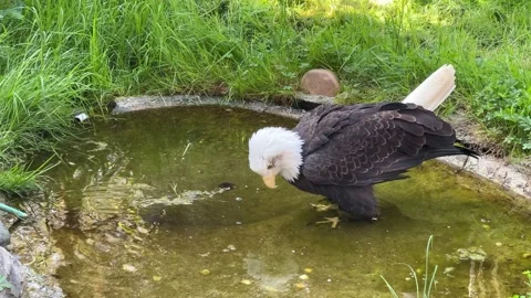 Stunning bald eagle symbol of strength a... | Stock Video | Pond5