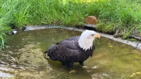 Stunning bald eagle symbol of strength a... | Stock Video | Pond5