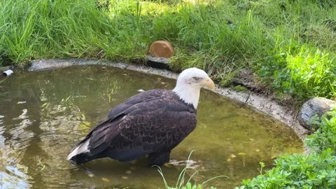 Stunning bald eagle symbol of strength a... | Stock Video | Pond5