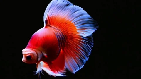 Stunning Betta Fish with Vibrant Red and... | Stock Video | Pond5