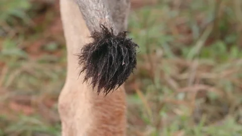Stunning closeup of a lion's tail tuft m... | Stock Video | Pond5