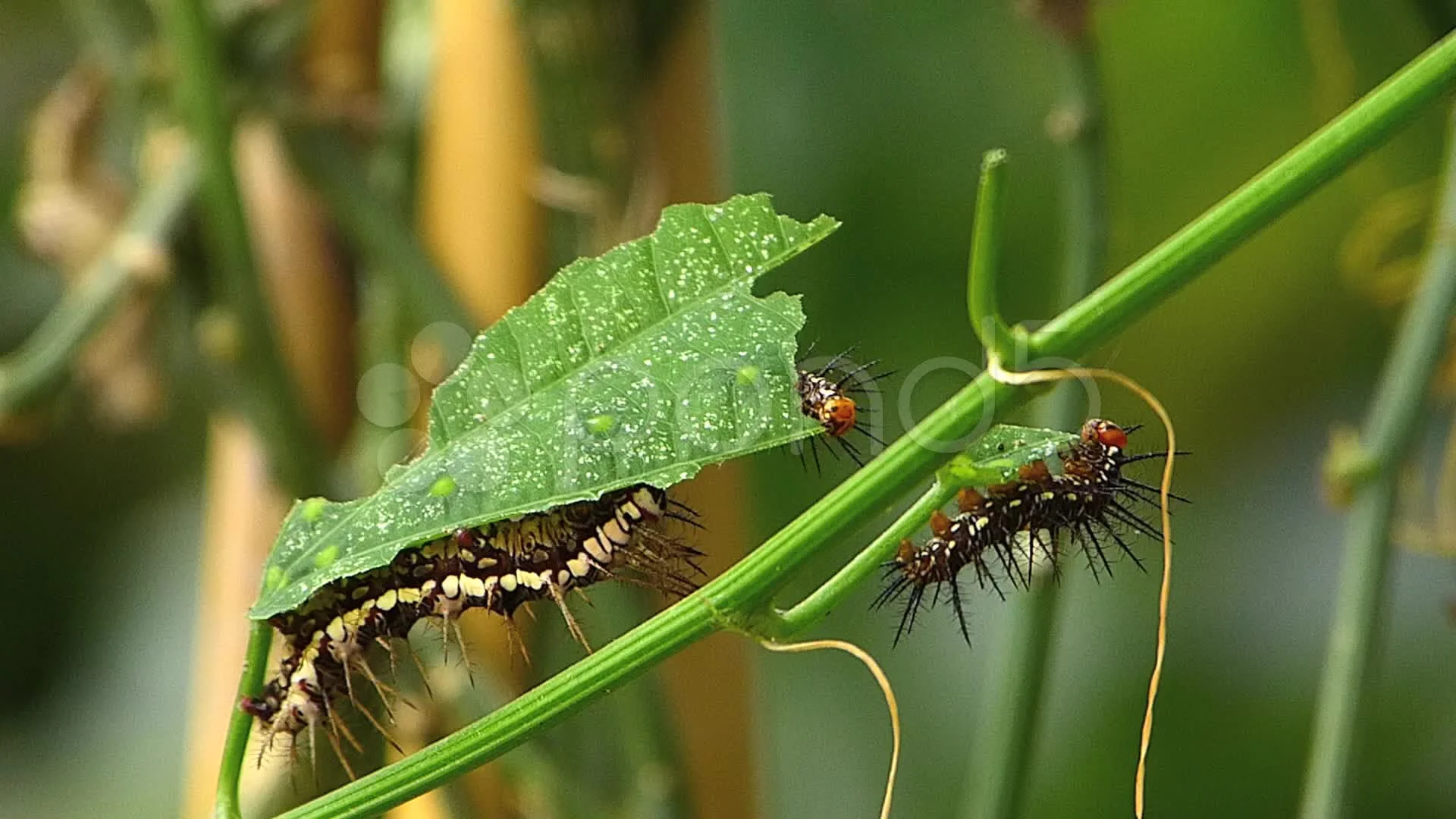 Julia Longwing Caterpillars