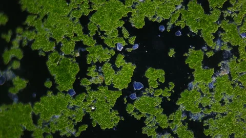 Stunning Animals Stock Videos – Royalty-Free HD & 4K Videos