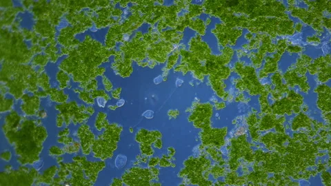 Stunning Animals Stock Videos – Royalty-Free HD & 4K Videos